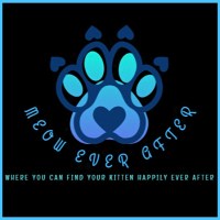 Available Kittens – Meow Ever After